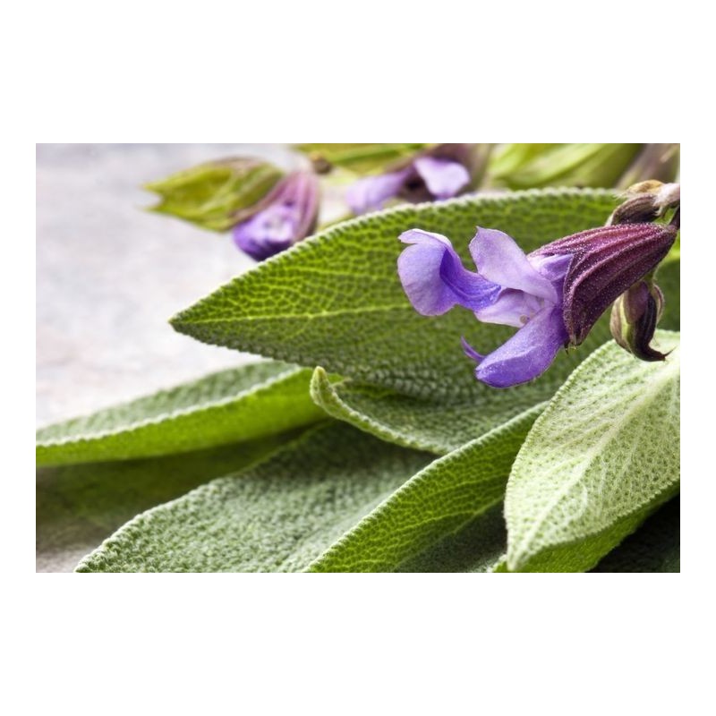 Huile essentielle de Sauge Sclarée Bio 5ml, par Farfalla